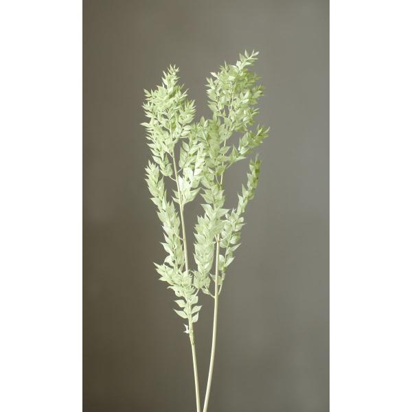 【商品番号：034-99332】/【VAR：1716】date20251020プリザーブドグリーン 葉物【大地農園】