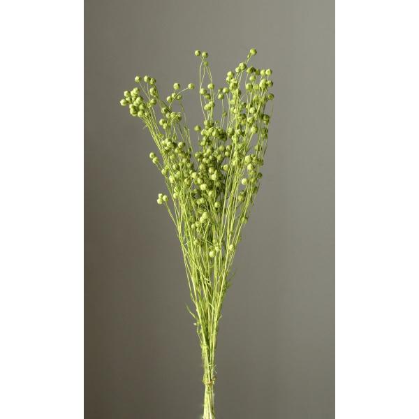 【商品番号：034-99338】/【VAR：88166】date20251020ドライフラワー花材 その他ドライフラワー