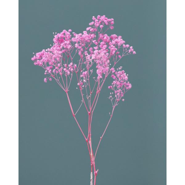 【商品番号：034-99385】/【VAR：88278】date20260104プリザーブドフラワー花材 カスミ草