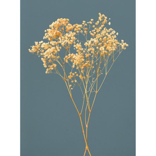 【商品番号：034-99386】/【VAR：88278】date20260104プリザーブドフラワー花材 カスミ草