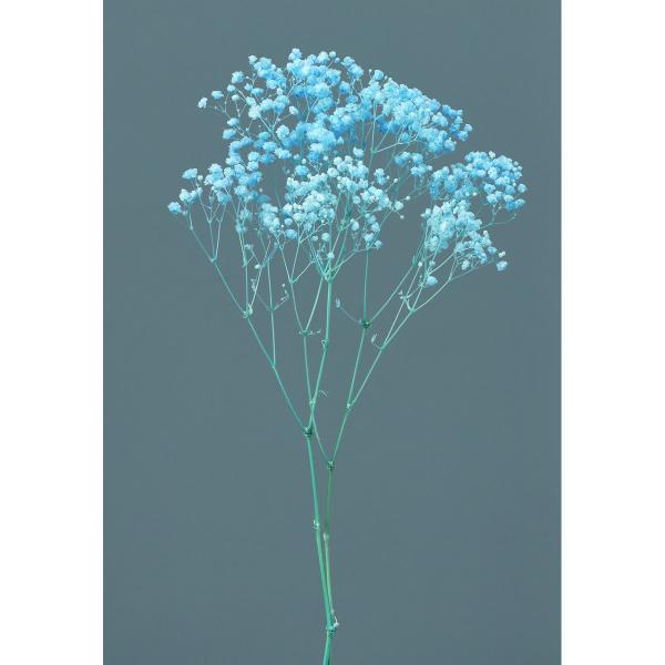 【商品番号：034-99388】/【VAR：88278】date20260104プリザーブドフラワー花材 カスミ草