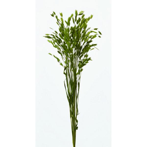 【商品番号：034-99390】/【VAR：84217】date20260104プリザーブドグリーン 葉物