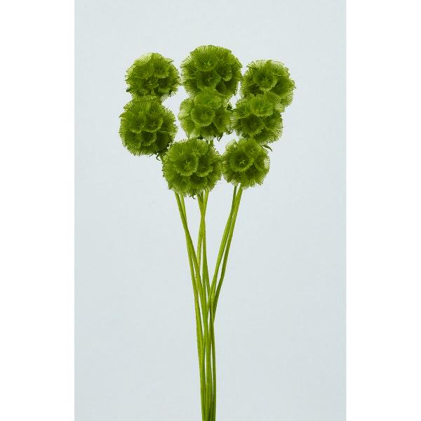 【商品番号：034-99394】/【VAR：81429】date20260104ドライフラワー花材 その他ドライフラワー