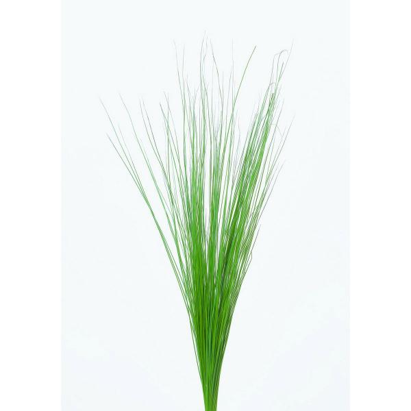 【商品番号：034-99395】/【VAR：88279】date20260104プリザーブドグリーン 葉物