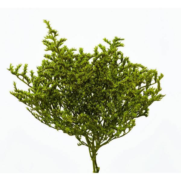 【商品番号：034-99398】/【VAR：65649】date20260104プリザーブドフラワー花材 小花