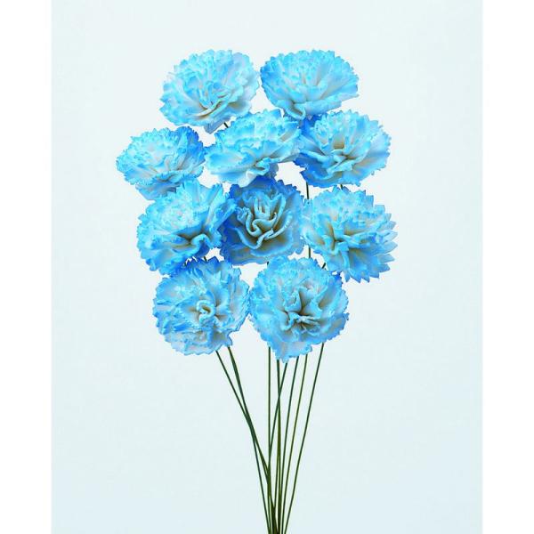 【商品番号：034-99416】/【VAR：4517】date20260104ソラフラワー ソラカーネーション