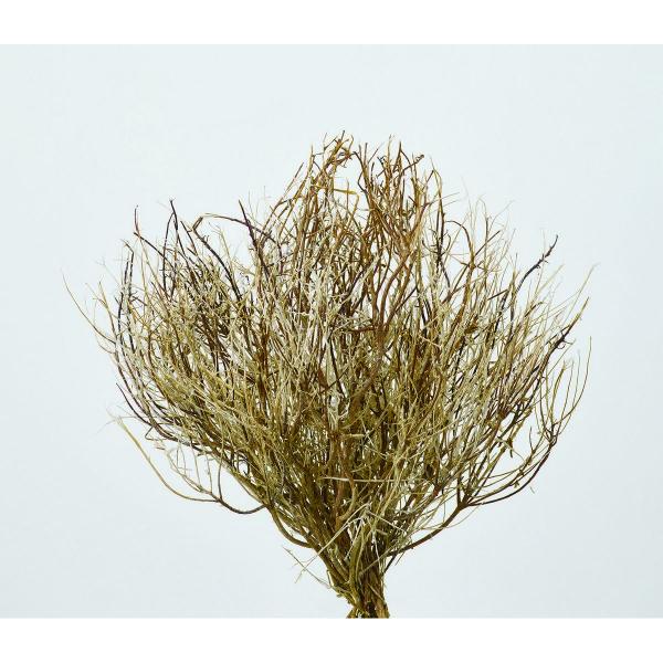 【商品番号：034-99417】/【VAR：】date20260104プリザーブド枝物 その他【大地農園】