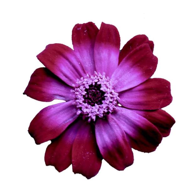 【商品番号：034-99426】/【VAR：88285】date20260104プリザーブドフラワー花材 ジニア【大地農園】