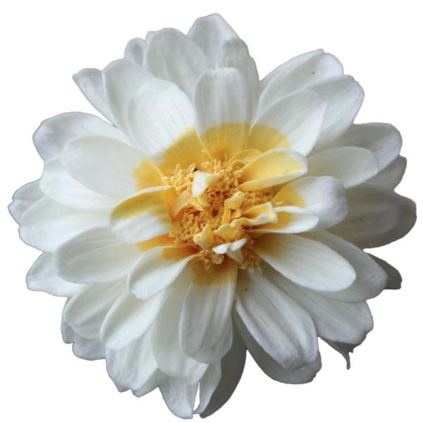 【商品番号：034-99429】/【VAR：32499】date20260104プリザーブドフラワー花材 ジニア【大地農園】