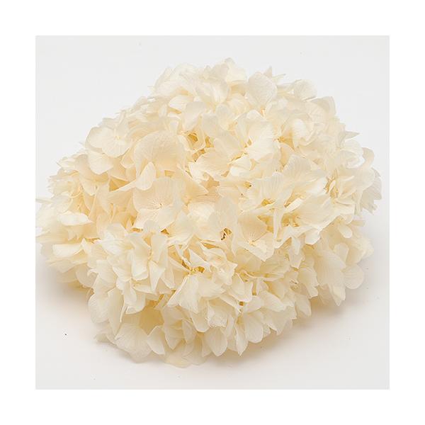 【商品番号：049-00035】/【VAR：8272】TOKA/64168/4940095641688/psum-012/bk-0024/17love004/bk-3004プリザーブドフラワー花材 アジサイ