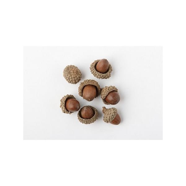 【商品番号：049-03288】/【VAR：8288】4940095662218/20160911newドライ実物＆フルーツ 木の実【MAGIQ東京堂】