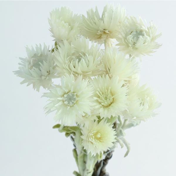 【商品番号：049-03362】/【VAR：9138】4940095670213/20180601new/bk-1108/bk-2108/bk-3016/bk-502ドライフラワー花材 シルバーデージー【東花】