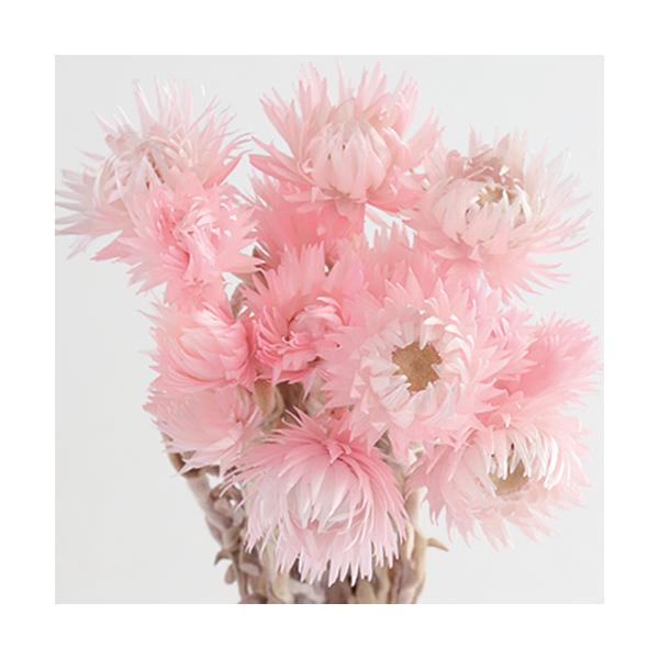 【商品番号：049-03363】/【VAR：50746】4940095733024/20180601new/bk-1108/bk-3016ドライフラワー花材 シルバーデージー【東花】