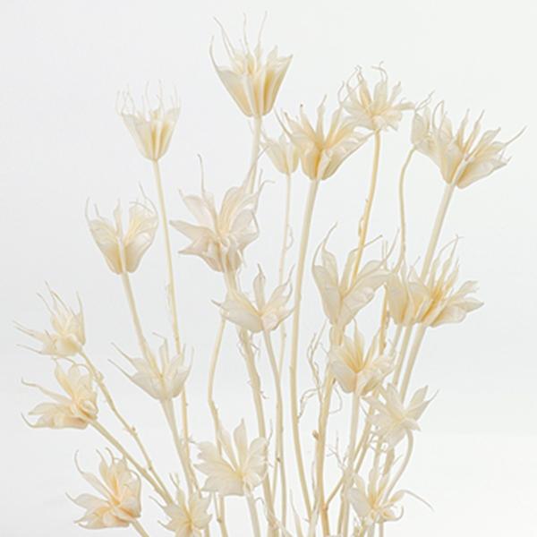 【商品番号：049-03464】/【VAR：50782】4940095650673/20180627new/bk-1108/bk-2108/bk-3016ドライフラワー花材 ニゲラ