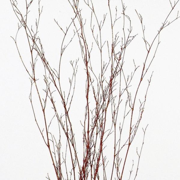 【商品番号：049-03557】/【VAR：】4940095757518/20180627new/bk-3014ドライ枝物 その他