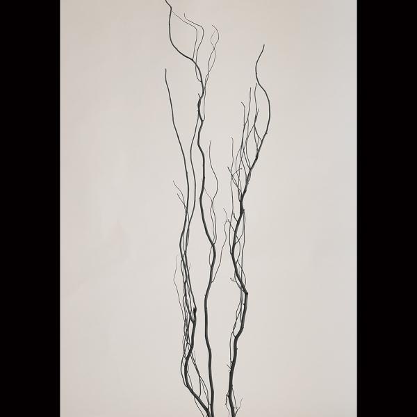 【商品番号：049-03561】/【VAR：8380】4940095757174/20180627newドライ枝物 雲竜柳