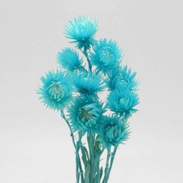 【商品番号：049-03646】/【VAR：9138】20190517new/bk-3016ドライフラワー花材 シルバーデージー【東花】