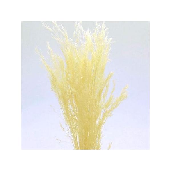 【商品番号：049-03683】/【VAR：9171】20200131new/color20230919ドライフラワー花材 カスミ草【東花】