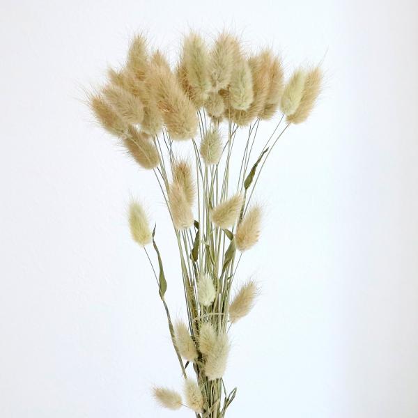 【商品番号：049-03793】/【VAR：8255】20200821new/fuwa2020/bk-2108/bk-3016ドライフラワー花材 ラグラス【東花】