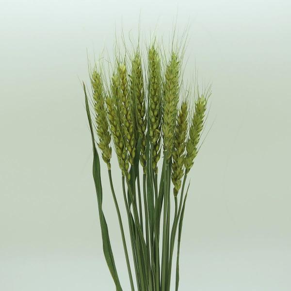 【商品番号：049-03795】/【VAR：】20200821new/15pny-100ドライ穂物 ムギ(大麦・小麦)/正月