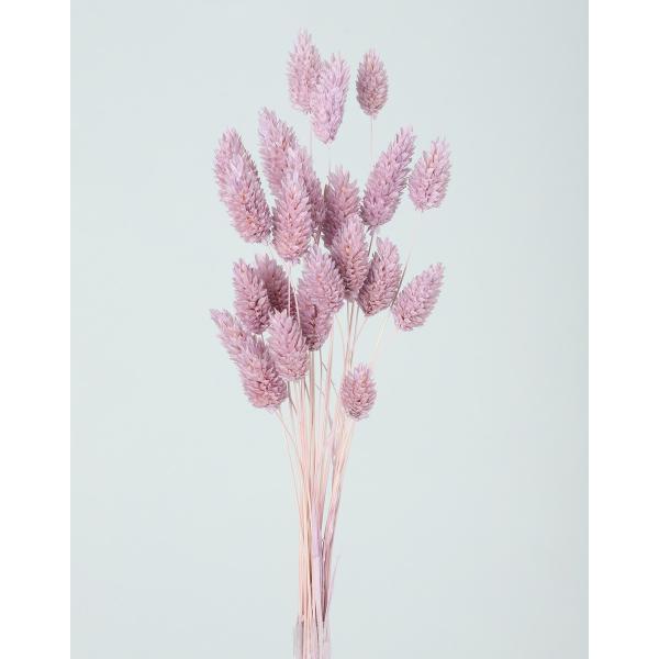 【商品番号：049-03939】/【VAR：8354】20220712new/color20230919ドライフラワー花材 ポアプランツ【東花】