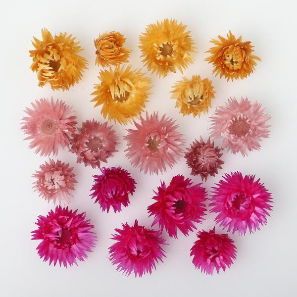 【商品番号：049-03940】/【VAR：67508】20220712new/bk-3016ドライフラワー花材 シルバーデージー【東花】