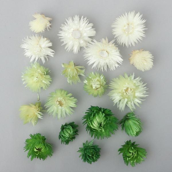 【商品番号：049-03941】/【VAR：18137】20220712new/bk-3016/P17yes-009ドライフラワー花材 シルバーデージー【東花】