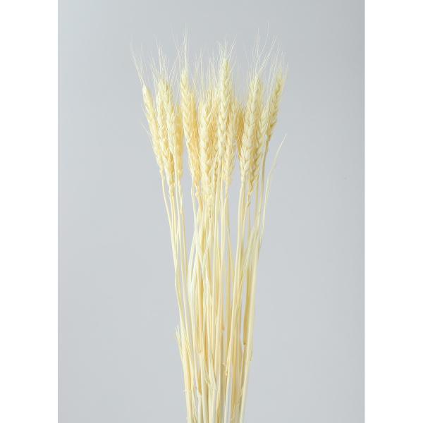 【商品番号：049-03982】【VAR：18143】20220712new/color20230919 ドライ穂物 ムギ(大麦・小麦)