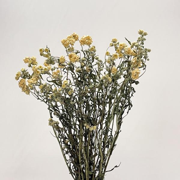 【商品番号：049-04043】/【VAR：】20230221newドライフラワー花材 その他ドライフラワー【東花】