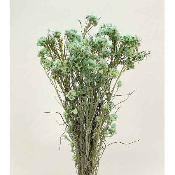 【商品番号：049-04054】【VAR：18245】20230221new/color20230919 ドライフラワー花材 その他ドライフラワー
