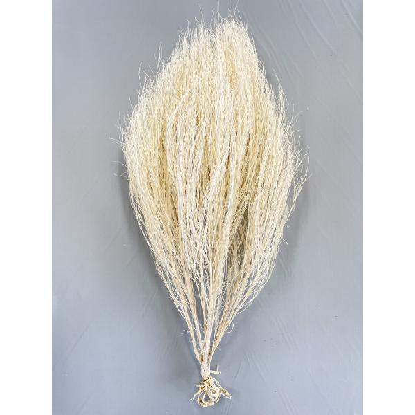 【商品番号：049-04081】/【VAR：67631】20230327new/color20230919ドライフラワー花材 その他ドライフラワー【東花】