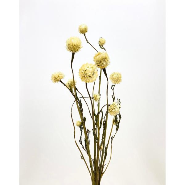 【商品番号：049-04139】/【VAR：】date20240409ドライフラワー花材 その他ドライフラワー