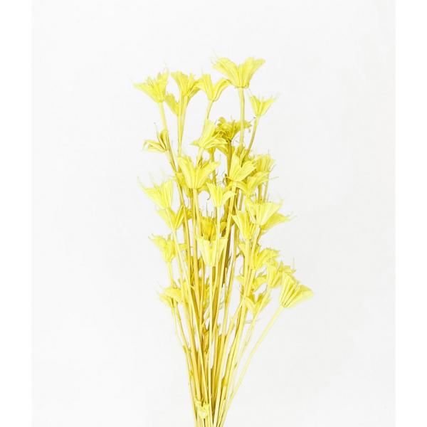 【商品番号：049-04172】/【VAR：50782】date20241008ドライフラワー花材 ニゲラ【東花】