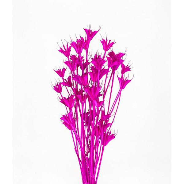 【商品番号：049-04189】/【VAR：50782】date20241008ドライフラワー花材 ニゲラ【東花】