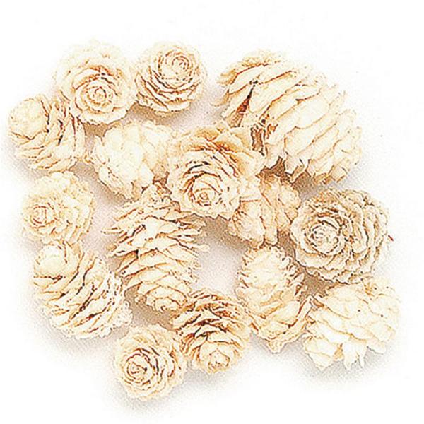 【商品番号：049-04202】/【VAR：81261】date20250830ドライ実物＆フルーツ 松かさ、から松