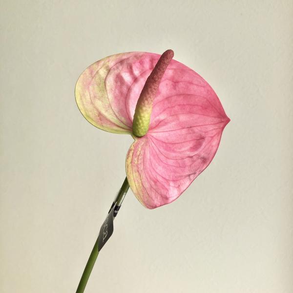 【商品番号：051-23908】/【VAR：61524】20200111new/16v-001/bkz-0011/bkz-0307/oda2024_1226/bkz-0403造花 花材「あ行」 アンスリューム【アスカ】