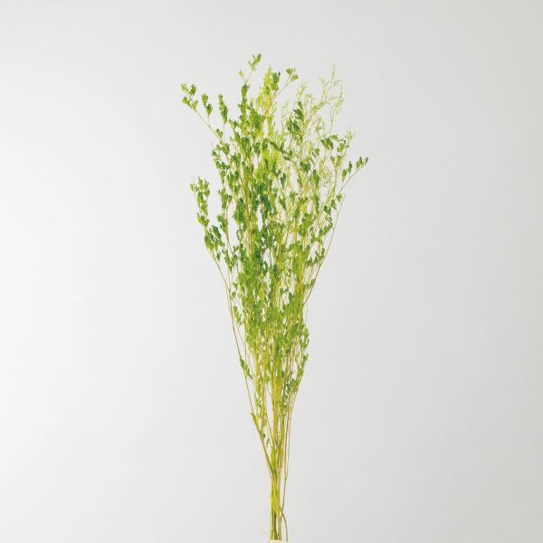 【商品番号：051-27563】/【VAR：67404】20220301newドライフラワー花材 その他ドライフラワー