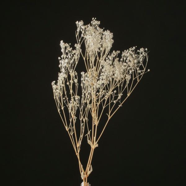 【商品番号：051-27569】/【VAR：67412】20220301new/bk-4006ドライフラワー花材 カスミ草