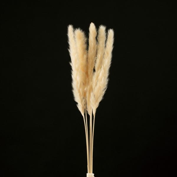 【商品番号：051-27574】/【VAR：67374】20220301new/tepu-1/fuwa2020/bk-3013/fuw-01ドライ穂物 その他