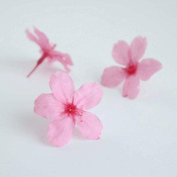 【商品番号：064-00265】/【VAR：67700】20201222new/桜/bk-3006その他プリザーブドフラワー花材【南原農園】