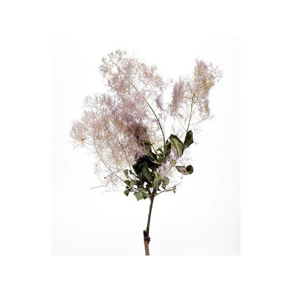 【商品番号：065-00001】/【VAR：48040】4544828171499/20170928new/bk-2046ドライフラワー花材 スモークツリー