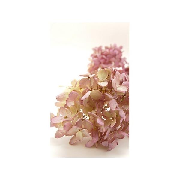 【商品番号：065-00018】/【VAR：48043】4544828171772/20170928newドライフラワー花材 あじさい（紫陽花）【コアトレーディング】