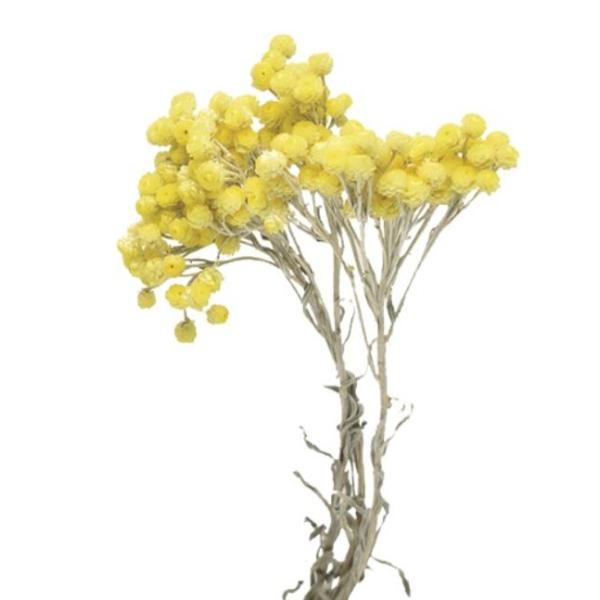 【商品番号：065-00039】/【VAR：】4544828191664/20170928new/bk-3016ドライフラワー花材 イモーテル