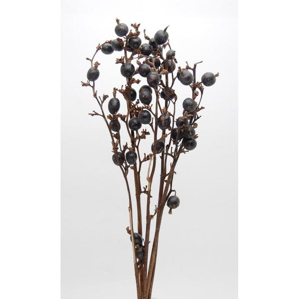 【商品番号：065-00119】/【VAR：】4544828302251/20170928new/18hwdp2ドライ実物＆フルーツ その他【コアトレーディング】