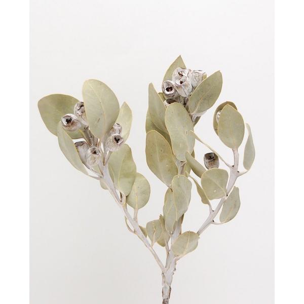 【商品番号：065-00120】/【販売単位】5束 ※表示価格は、この単位での金額となります/【VAR：】4544828140266/20170928new/bk-2045ドライ実物＆フルーツ その他【コアトレーディング】