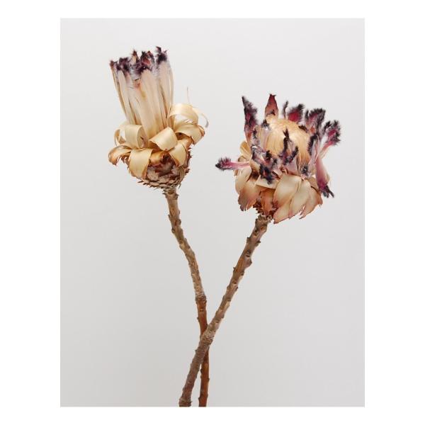 【商品番号：065-00134】/【VAR：8749】4544828188046/20170928new/bk-5007ドライワイルドフラワー その他ワイルドフラワー【コアトレーディング】