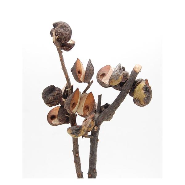 【商品番号：065-00142】/【販売単位】5束 ※表示価格は、この単位での金額となります/【VAR：】4544828188435/20170928newドライ実物＆フルーツ その他【コアトレーディング】