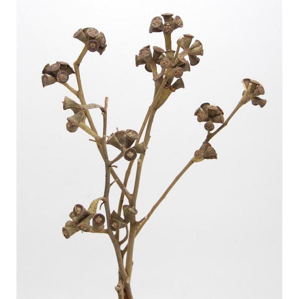 【商品番号：065-00143】/【販売単位】5束 ※表示価格は、この単位での金額となります/【VAR：】4544828188442/20170928newドライ実物＆フルーツ 木の実【コアトレーディング】