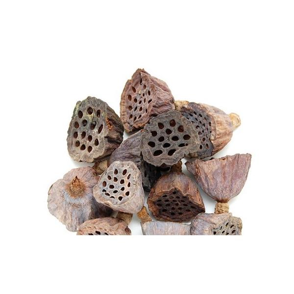 【商品番号：065-00274】/【VAR：8764】4544828301520/20170928newドライ実物＆フルーツ 木の実【コアトレーディング】