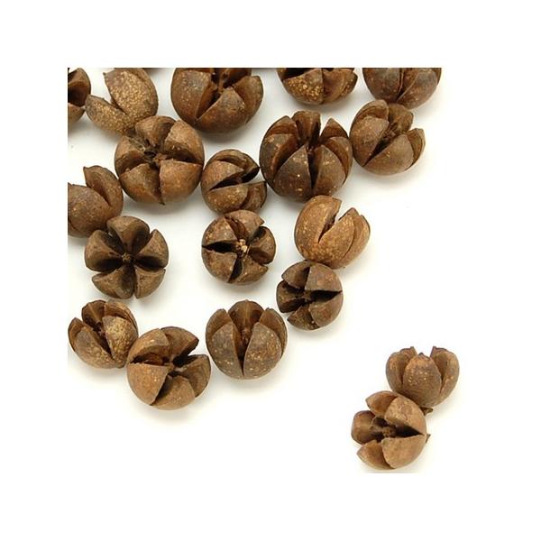 【商品番号：065-00287】/【VAR：67480】4544828302800/20170928newドライ実物＆フルーツ 木の実【コアトレーディング】